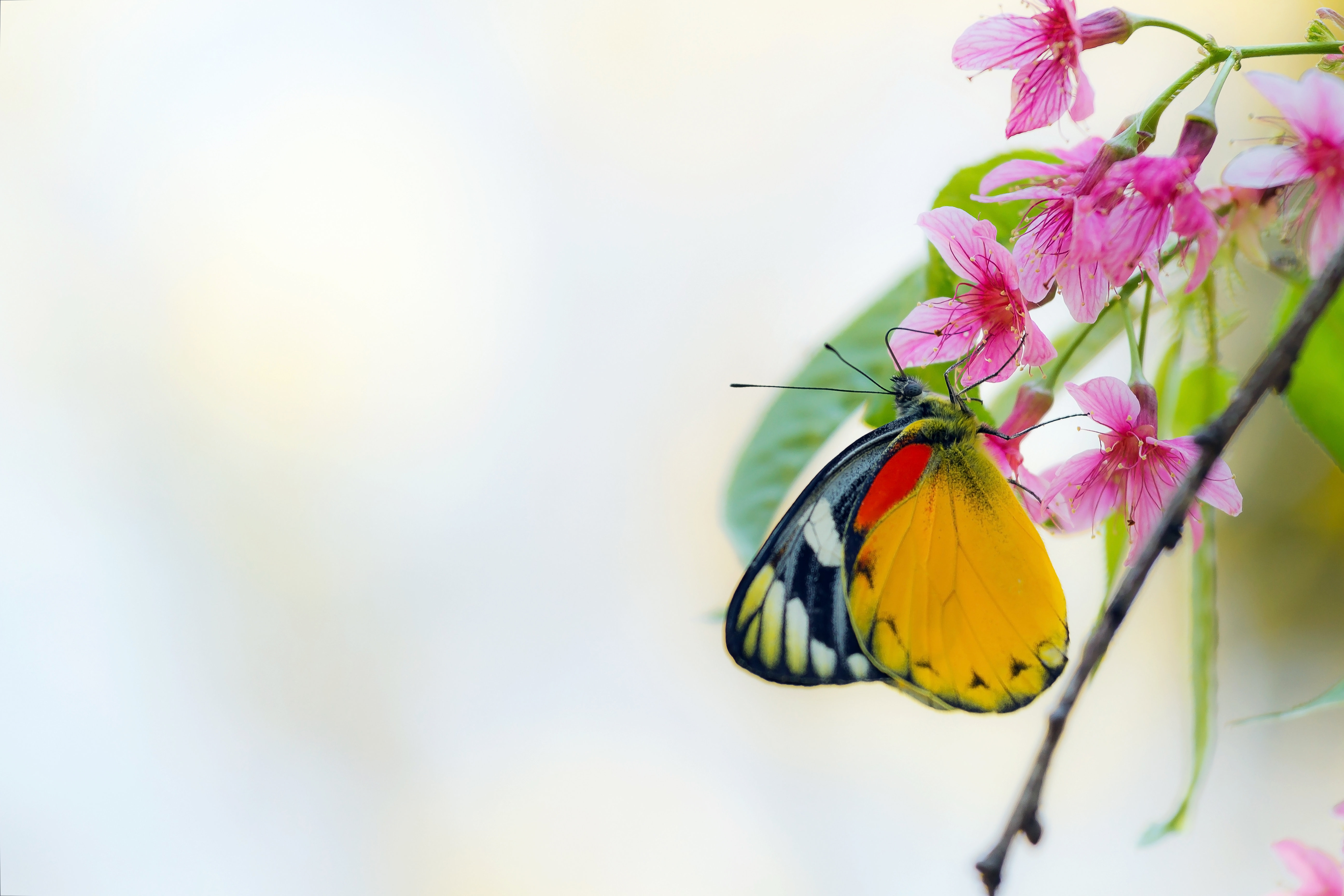 Hokku Designs Fedirko Pink Cherry Flowers On Canvas Photograph | Wayfair